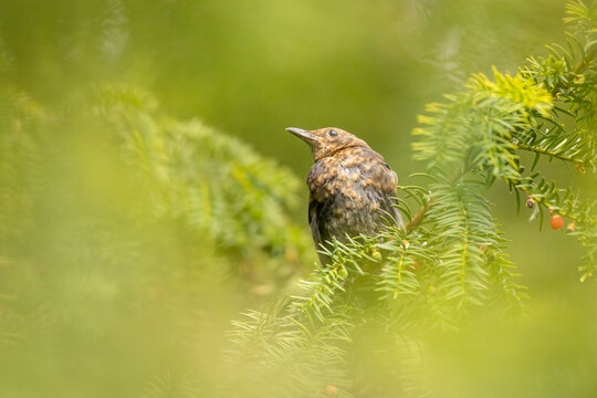 Podlot Images – Browse 60 Stock Photos, Vectors, and Video | Adobe Stock