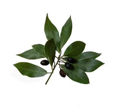 "Laurel Branch" Images – Browse 1,862 Stock Photos, Vectors, and Video ...