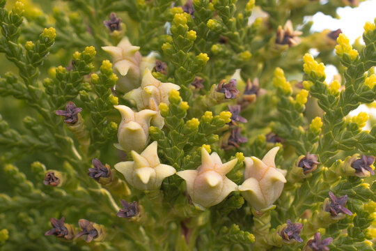 Cipres Images – Parcourir 455 le catalogue de photos, vecteurs et ...