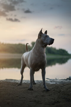 Can A Thai Ridgeback Live In Indonesia