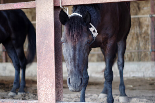 Chanfrein Images – Browse 59 Stock Photos, Vectors, and Video | Adobe Stock