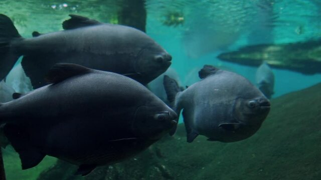 Myleus Bilder – Durchsuchen 47 Archivfotos, Vektorgrafiken und Videos ...