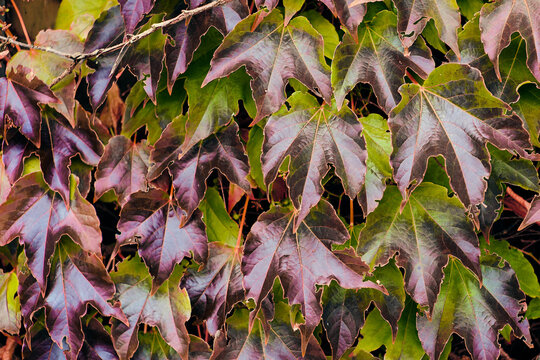 "Japanese Ivy" Images – Browse 554 Stock Photos, Vectors, and Video ...