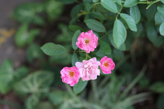 "Little Roses" Images – Browse 49 Stock Photos, Vectors, and Video ...