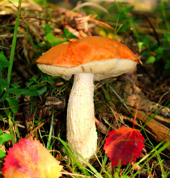 「Birken-Rotkappe」の写真素材 | 7件の無料イラスト画像 | Adobe Stock