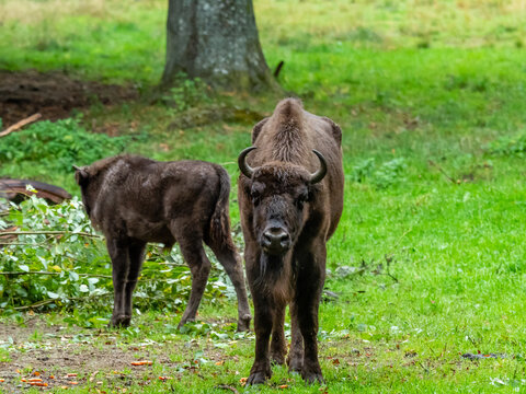 Weisend Bilder – Durchsuchen 286 Archivfotos, Vektorgrafiken und Videos ...