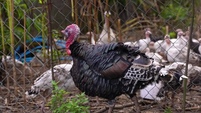 Indoda Images – Browse 203 Stock Photos, Vectors, and Video | Adobe Stock