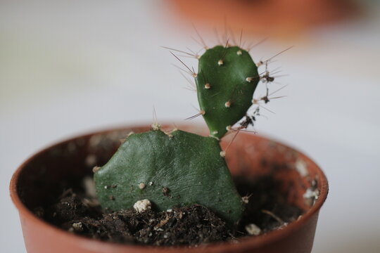 รูปภาพCuija – เลือกดูภาพถ่ายสต็อก เวกเตอร์ และวิดีโอ90 | Adobe Stock