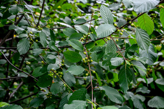 Faulbaumrinde Bilder – Durchsuchen 549 Archivfotos, Vektorgrafiken und ...