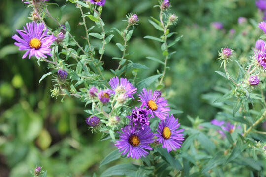 Purple Aster Leaves
