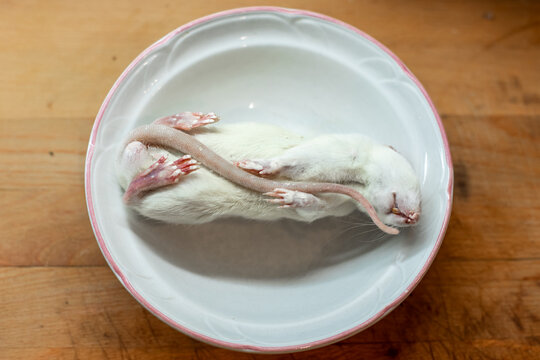 "Dead Rat" Immagini - Sfoglia 133 foto, vettoriali e video Stock ...