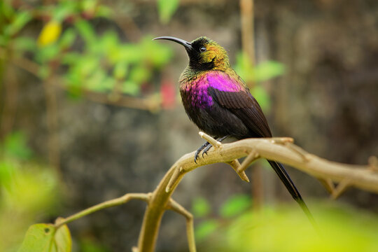 รูปภาพNectarinia – เลือกดูภาพถ่ายสต็อก เวกเตอร์ และวิดีโอ812 | Adobe Stock