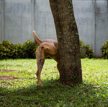 Imagens de Orinar – Explore Fotografias do Stock, Vetores e Vídeos de ...