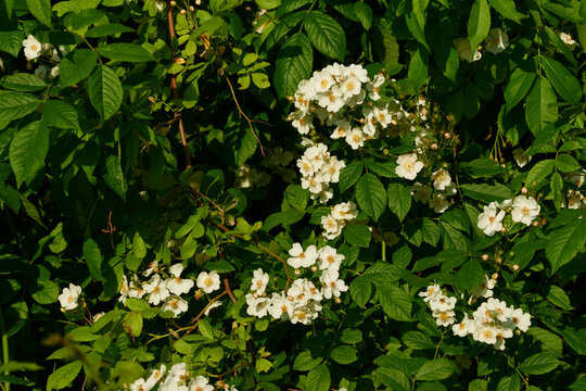Busch-Rose Bilder – Durchsuchen 95 Archivfotos, Vektorgrafiken und ...