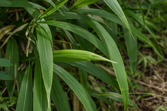 Pitpit Images – Browse 80 Stock Photos, Vectors, and Video | Adobe Stock