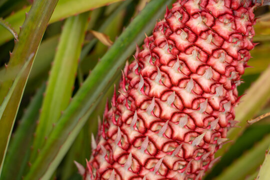 "Ananas Bracteatus" Images – Browse 382 Stock Photos, Vectors, and ...