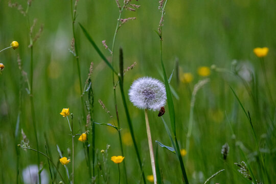 Pusteblumenwiese Bilder – Durchsuchen 7,746 Archivfotos, Vektorgrafiken ...