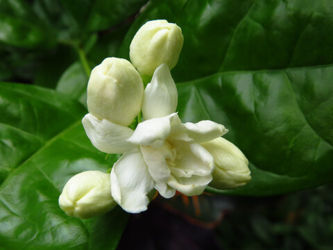 Kampupot Flower Images | Best Flower Site