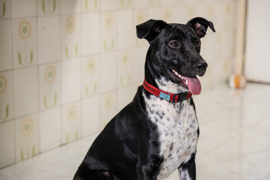 รูปภาพMastim – เลือกดูภาพถ่ายสต็อก เวกเตอร์ และวิดีโอ176 | Adobe Stock