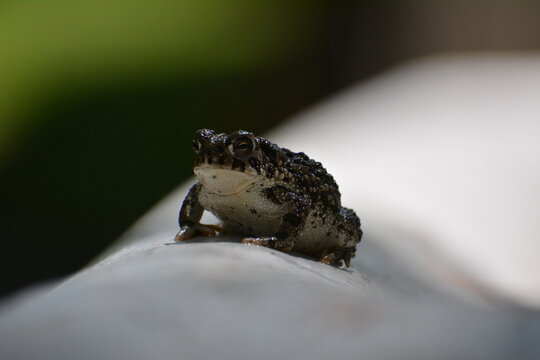 "Sapo Bilder – Durchsuchen 2,462 Archivfotos, Vektorgrafiken und Videos ...