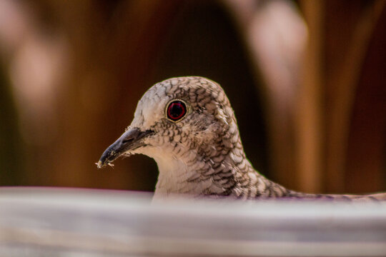 Taubenbabys Bilder – Durchsuchen 11,563 Archivfotos, Vektorgrafiken und ...