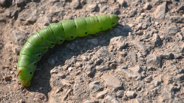 Atropos Images – Browse 661 Stock Photos, Vectors, and Video | Adobe Stock