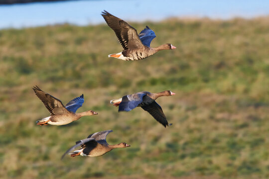 Cireux Images – Parcourir 15,800 le catalogue de photos, vecteurs et ...
