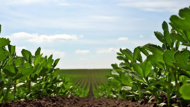 Favabohne Images – Browse 81 Stock Photos, Vectors, and Video | Adobe Stock