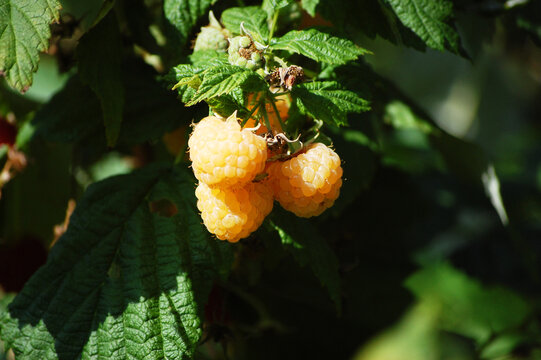 Yellow Raspberry