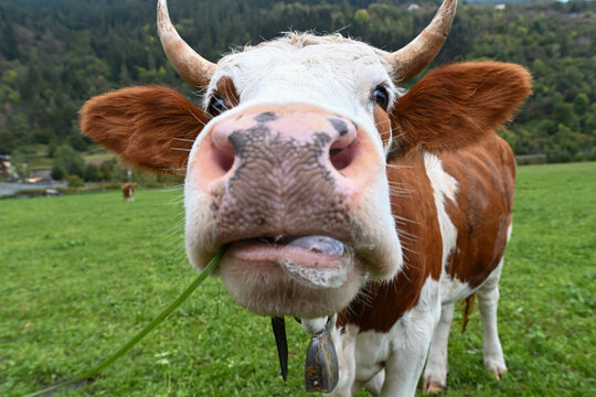 Simpatica 画像 - 参照 1,853 Stock 写真、ベクターおよびビデオ | Adobe Stock