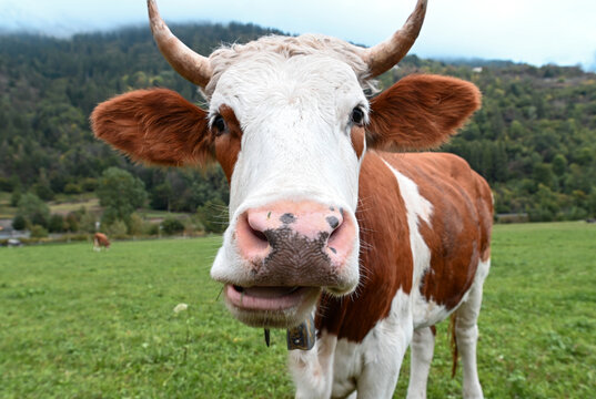 Simpatica Images – Browse 1,757 Stock Photos, Vectors, and Video ...