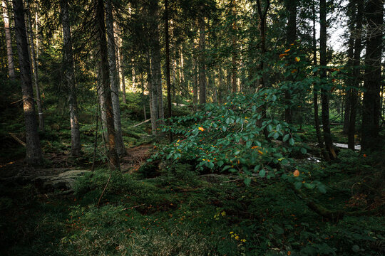Lohberg Bilder – Durchsuchen 298 Archivfotos, Vektorgrafiken und Videos ...