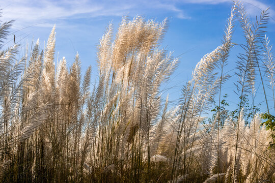 159 件の最適な Kashful 画像、ストック写真、ベクター | Adobe Stock