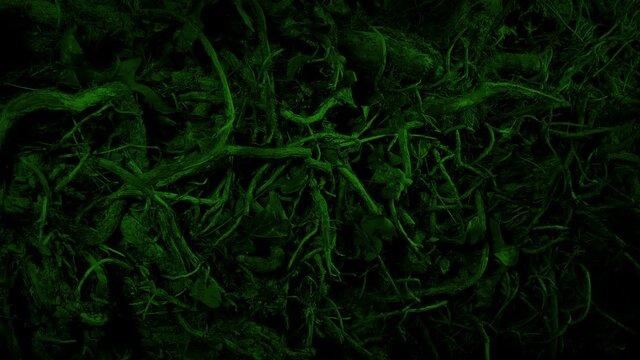 Spooky Garden Images – Browse 30,790 Stock Photos, Vectors, and Video ...