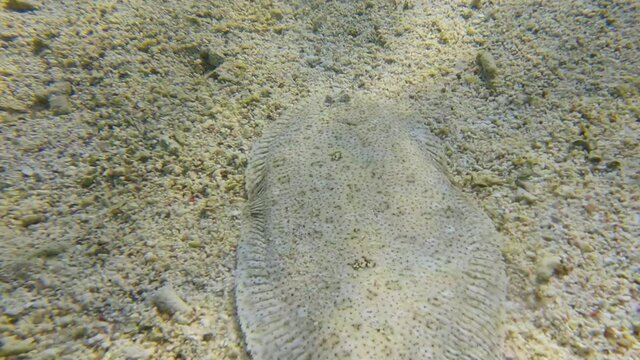 Sole Fish Swimming