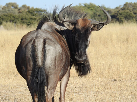 Gnoes Images – Browse 27 Stock Photos, Vectors, and Video | Adobe Stock