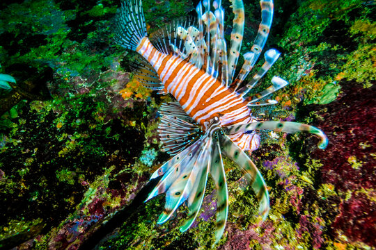 Puffer-Fish Images – Browse 53 Stock Photos, Vectors, and Video | Adobe ...