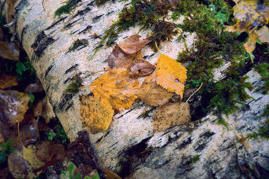 รูปภาพBarch – เลือกดูภาพถ่ายสต็อก เวกเตอร์ และวิดีโอ118 | Adobe Stock