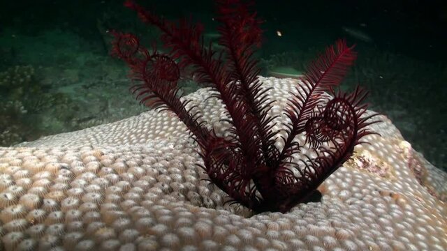 "Sea Lily" Images – Browse 834 Stock Photos, Vectors, and Video | Adobe ...