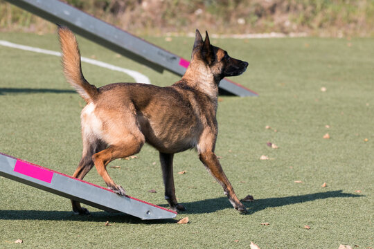「Malinua」の画像 - 135 件の Stock 写真、ベクターおよびビデオ | Adobe Stock