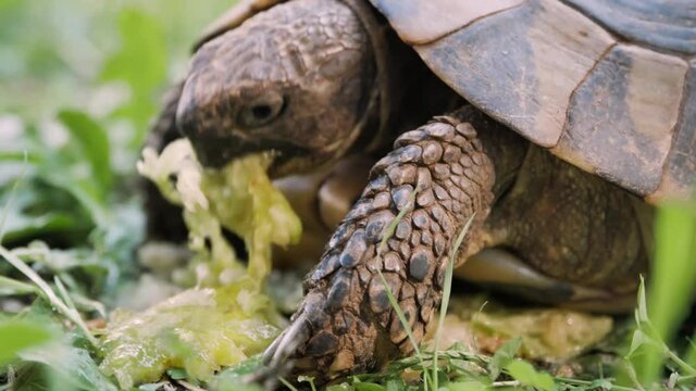 Turtle Eating Lettuce Gif