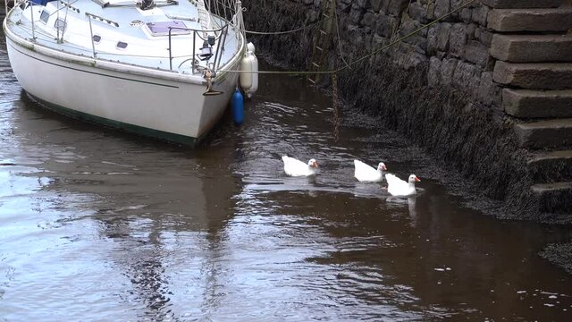 Mastgans Bilder – Durchsuchen 482 Archivfotos, Vektorgrafiken und ...