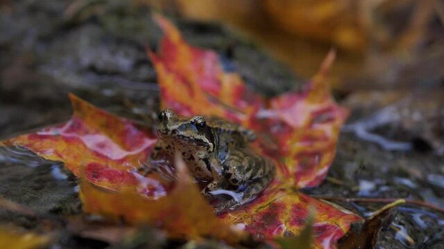 Hoptoad Bilder – Durchsuchen 591 Archivfotos, Vektorgrafiken und Videos ...