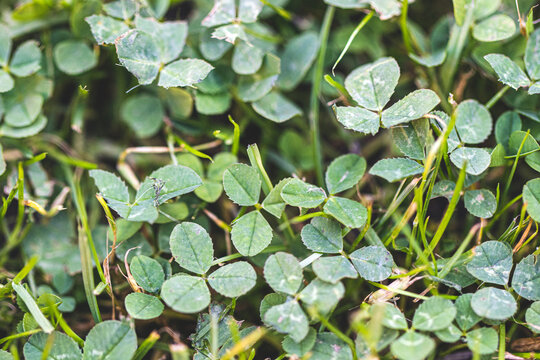 Foliole Bilder – Durchsuchen 1,188 Archivfotos, Vektorgrafiken und ...
