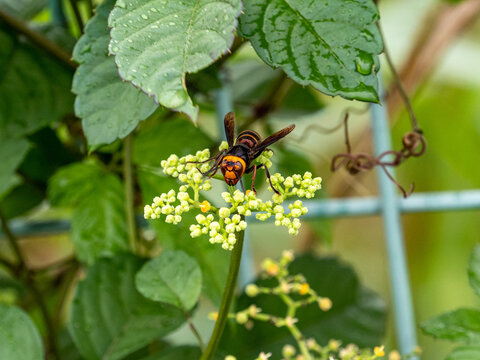 "Vespa Simillima Xanthoptera" Images – Browse 146 Stock Photos, Vectors ...