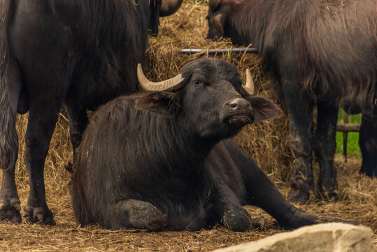 "Water Bull" Bilder – Durchsuchen 28 Archivfotos, Vektorgrafiken und ...