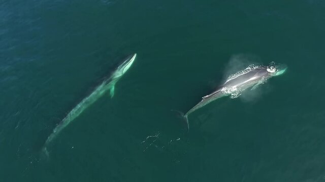 "Fin Whale"-Bilder: Stock-Fotos & -Videos. | Adobe Stock