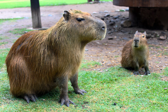 รูปภาพCapibara – เลือกดูภาพถ่ายสต็อก เวกเตอร์ และวิดีโอ13,278 | Adobe Stock