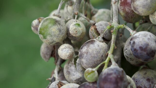 「Uncinula」の画像 - 128 件の Stock 写真、ベクターおよびビデオ | Adobe Stock