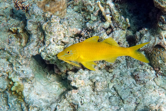 Goatfish Bilder – Durchsuchen 5,058 Archivfotos, Vektorgrafiken und ...